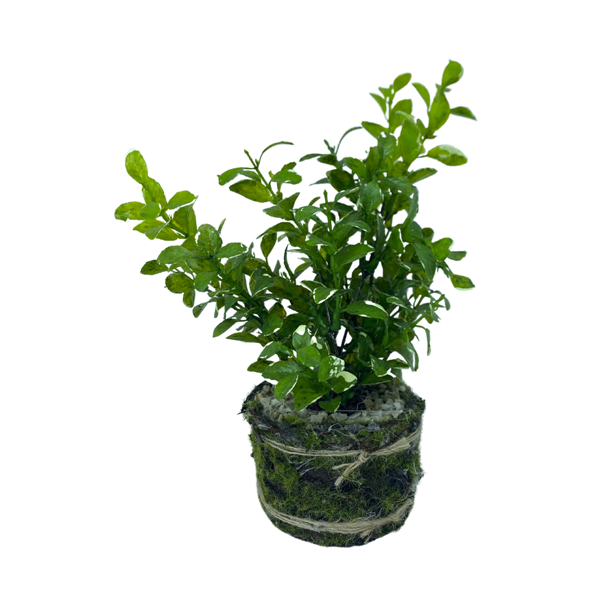 Arranjo Mini Folha - MELYANA - TWIGGY FLOWER