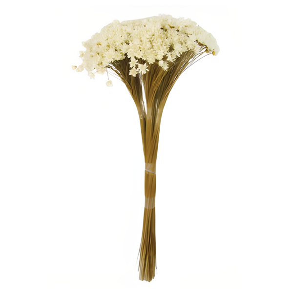 Flor Artificial Sempre Viva Natural Seca 28cm - Branco - CASA REAL